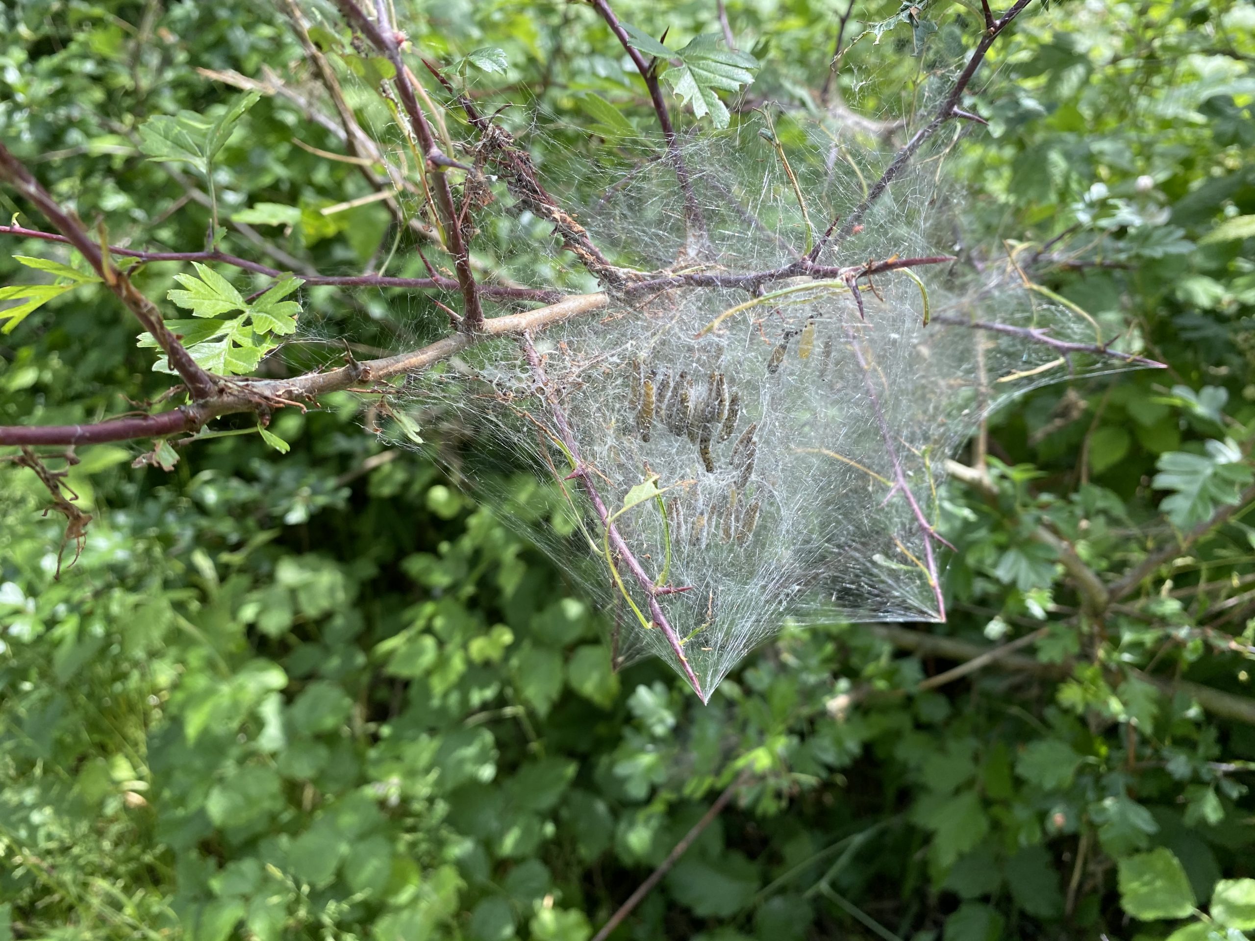 Impressie natuurwandeling in de wijk – Duurzame SteK